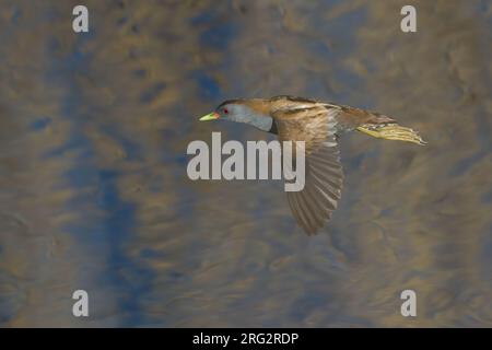 Adilt male Little Crake (Porzana parva), side view of bird in flight ...