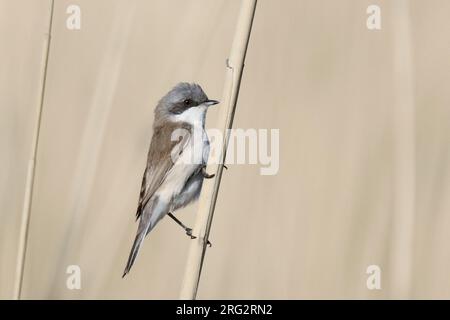 Siberian Lesser Whitethroat (Sylvia curruca blythi) in China Stock ...
