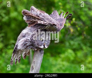 The Great Grey Olw is one of the most iconic owls of Europe and North ...