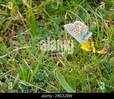 Adonis Blue (Lysandra bellargus), Martin Down, Hampshire, UK Stock ...
