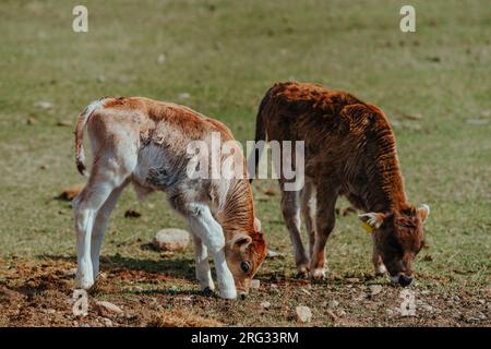 Two cute little calves in a cattle pen on a farm. Calves on straw Stock ...