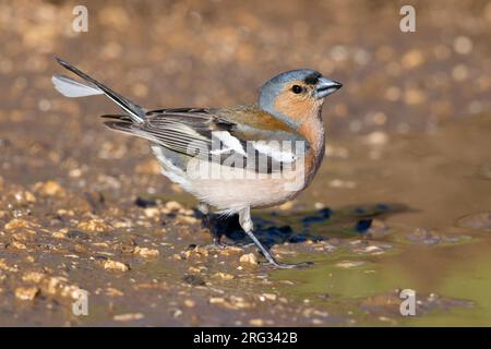 Common Chaffinch (Fringilla coelebs), side view of an adult male ...