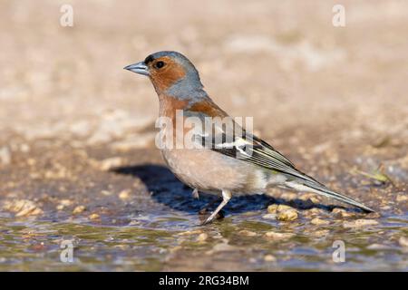 Common Chaffinch (Fringilla coelebs), side view of an adult male ...