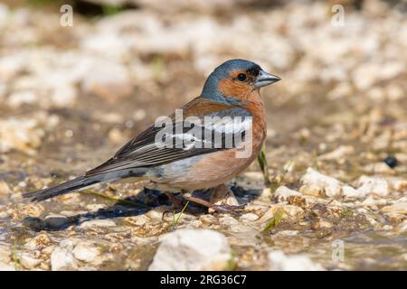 Common Chaffinch (Fringilla coelebs), side view of an adult male ...