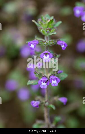 basil-thyme (Clinopodium acinos Stock Photo - Alamy