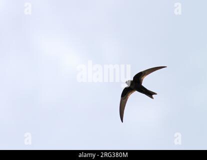 Black Swift (Cypseloides niger Stock Photo - Alamy