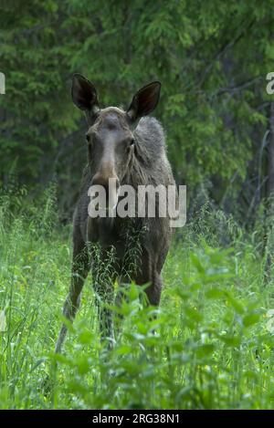 Moose in Lapland forest, Finland Stock Photo - Alamy