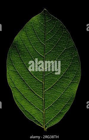 alder buckthorn (Frangula alnus) Plantae Stock Photo - Alamy