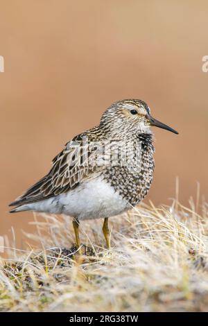 pectoral sandpiper (Calidris melanotos), in flight, USA Stock Photo - Alamy