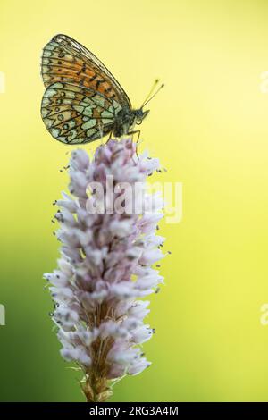 Bog Fritillary, Ringoogparelmoervlinder, Boloria eunomia Stock Photo ...