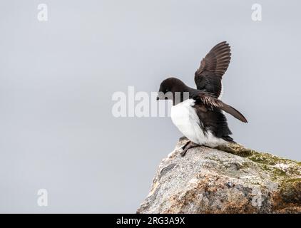 Adult Little Auk (Alle alle) during summer season on Spitsbergen in ...