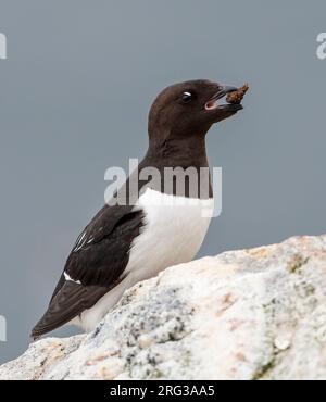 Little Auk (Alle alle) during summer season on Spitsbergen in arctic ...