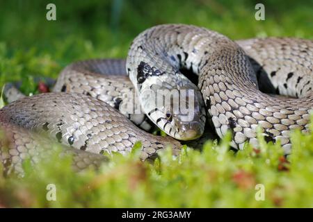 Grass Snake (Natrix helvetica ) taken the 09/08/2021 at Le Mans- France ...