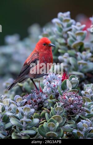 An apapane bird, Himatione sanguinea, an endemic species of Hawaiian ...