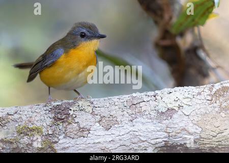 East Coast Akalat (Sheppardia gunningi) in Tanzania Stock Photo - Alamy