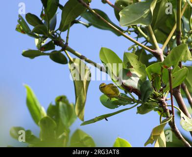 Endemic Javan white-eye (Zosterops flavus) in tropical lowland ...