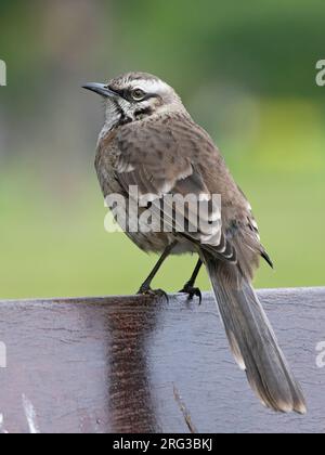 Long-tailed Mockingbird (Mimus longicaudatus Stock Photo - Alamy