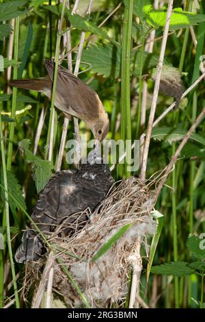 A Chick of Common Cuckoo (Cuculus canorus) in nest of Marsh Warbler ...
