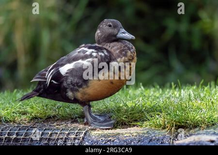 Eclipse male Steller's Eider (Polysticta stelleri) in captivity ...