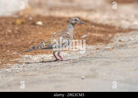 Adult Persian Turtle-Dove (Streptopelia turtur arenicola) on the ground ...