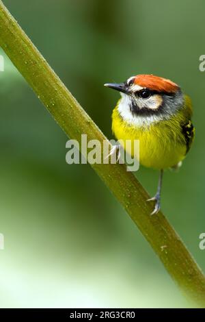 Rufous-crowned Tody-Tyrant (Poecilotriccus ruficeps), Andes, Ecuador ...