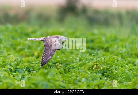Immature Saker Falcon (Falco cherrug). Side view of an escaped bird ...