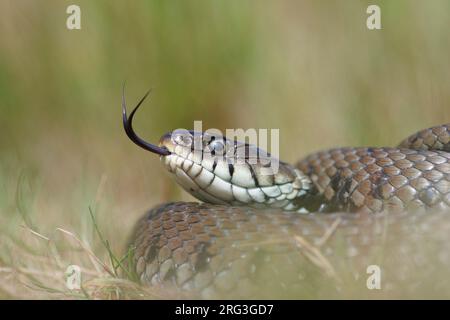 Grass Snake (Natrix helvetica) taken the 09/08/2021 at Le Mans- France ...