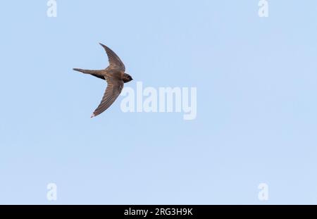Plain Swift (Apus unicolor) in flight on island of Madeira Stock Photo - Alamy