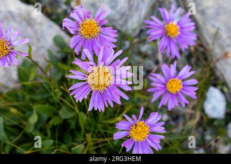 Alpine Aster (Aster alpinus) Plantae Stock Photo - Alamy
