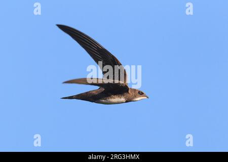 Alpengierzwaluw in de vlucht; Alpine Swift in flight Stock Photo - Alamy