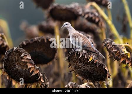 Immature Eurasian Turtle Dove, Streptopelia turtur, in Italy Stock ...