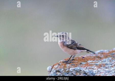 Pied Wheatear (Oenanthe pleschanka) during autumn migration at Cape ...