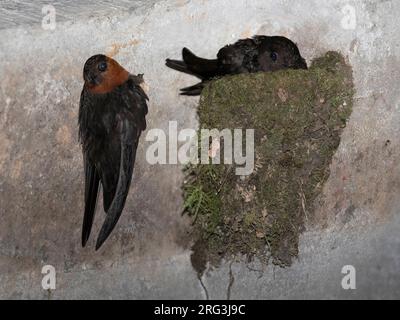 Chestnut-collared Swift (Streptoprocne rutila) adult, sitting on nest ...