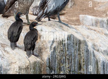 Guanay cormorant (Leucocarbo bougainvilliorum) off the coast of Lima ...