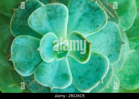 Close up of teal succulent cactus. Blue echeveria plant top view. Teal ...
