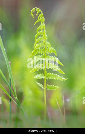 marsh fern (Thelypteris palustris) Plantae Stock Photo - Alamy