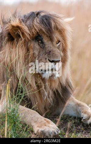 A lion, Panthera leo, known as Scarface, with a lioness. Masai Mara ...