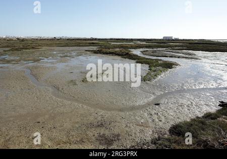 Ria Formosa during low tide with boats and people gathering the seafood ...