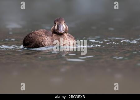 Female Surf Scoter Stock Photo - Alamy