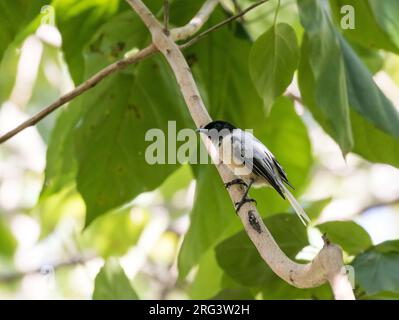 Female Marquesan Monarch (Pomarea mendozae) perched in understory of ...