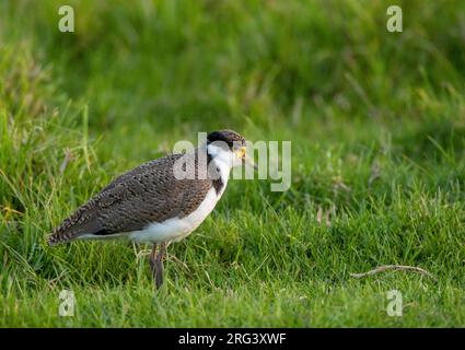 Immature Masked Lapwing (Vanellus miles novaehollandiae) in Tawharanui ...