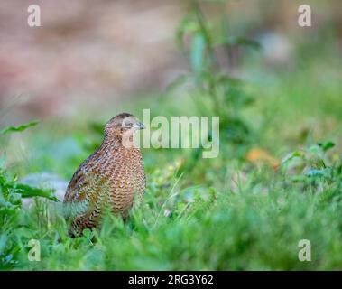 Brown Quail (Synoicus ypsilophorus) in New Zealand. Also known as the ...