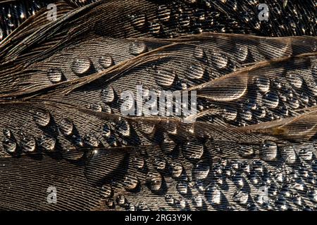 Dewdrops on the feathers of a dead Barnacle Goose Stock Photo - Alamy
