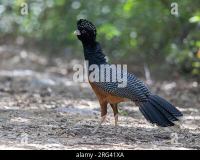 A female Blue-billed Curassow (Crax alberti) at ProAves Blue-billed ...