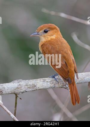 One-colored Becard (Pachyramphus homochrous) female at nest, Ecuador ...