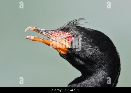 Adult Crowned Cormorant (Microcarbo coronatus) at Swakopmund in Namibia ...