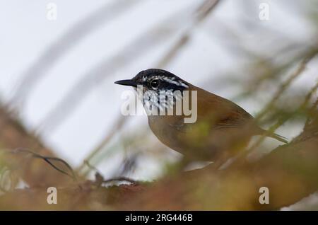 Grey-breasted Wood Wren (Henicorhina leucophrys leucophrys) in Ecuador ...