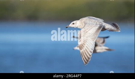 Thayer's Gull (Larus thayeri) first winter in flight Choshi, Chiba ...