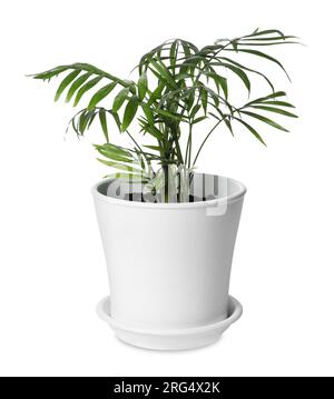 Beautiful Ravenea rivularis plant in terracotta pot isolated on white ...