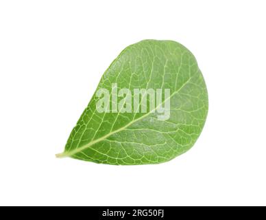 One green blueberry leaf isolated on white Stock Photo - Alamy